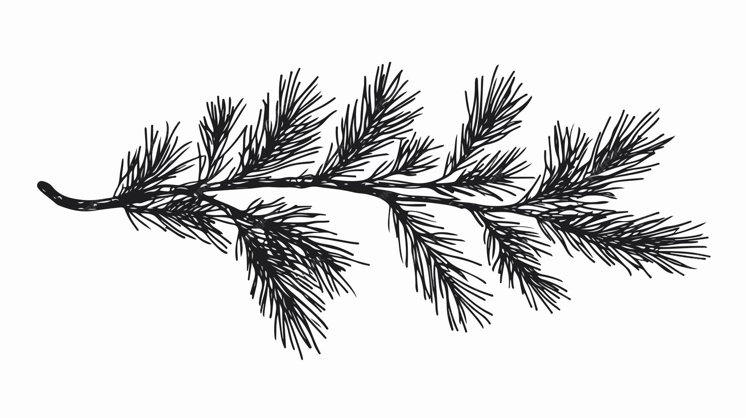 Hand Drawn Christmas Tree Branch Vector Icon | Premium AI-generated vector Hand Drawn Christmas Tree Branch Vector Icon | Premium AI-generated vector