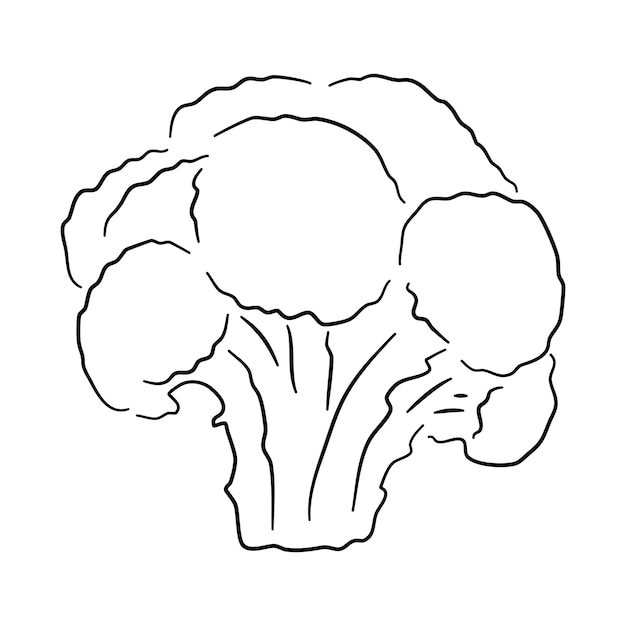 Premium Vector | Handdrawn black sketch of a broccoli in a doodle icon ... Premium Vector | Handdrawn black sketch of a broccoli in a doodle icon ...