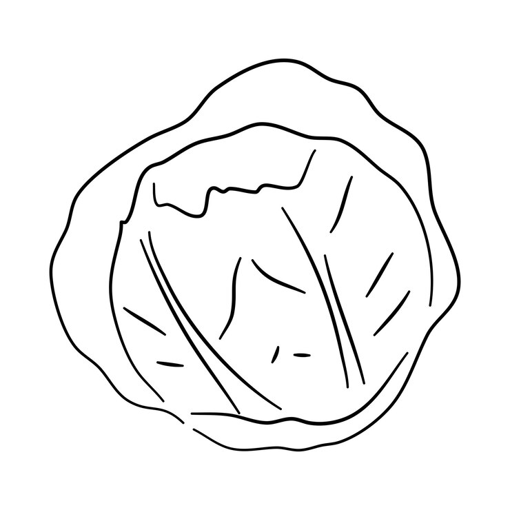 Premium Vector | Handdrawn black sketch of cabbage in a doodle icon ... Premium Vector | Handdrawn black sketch of cabbage in a doodle icon ...