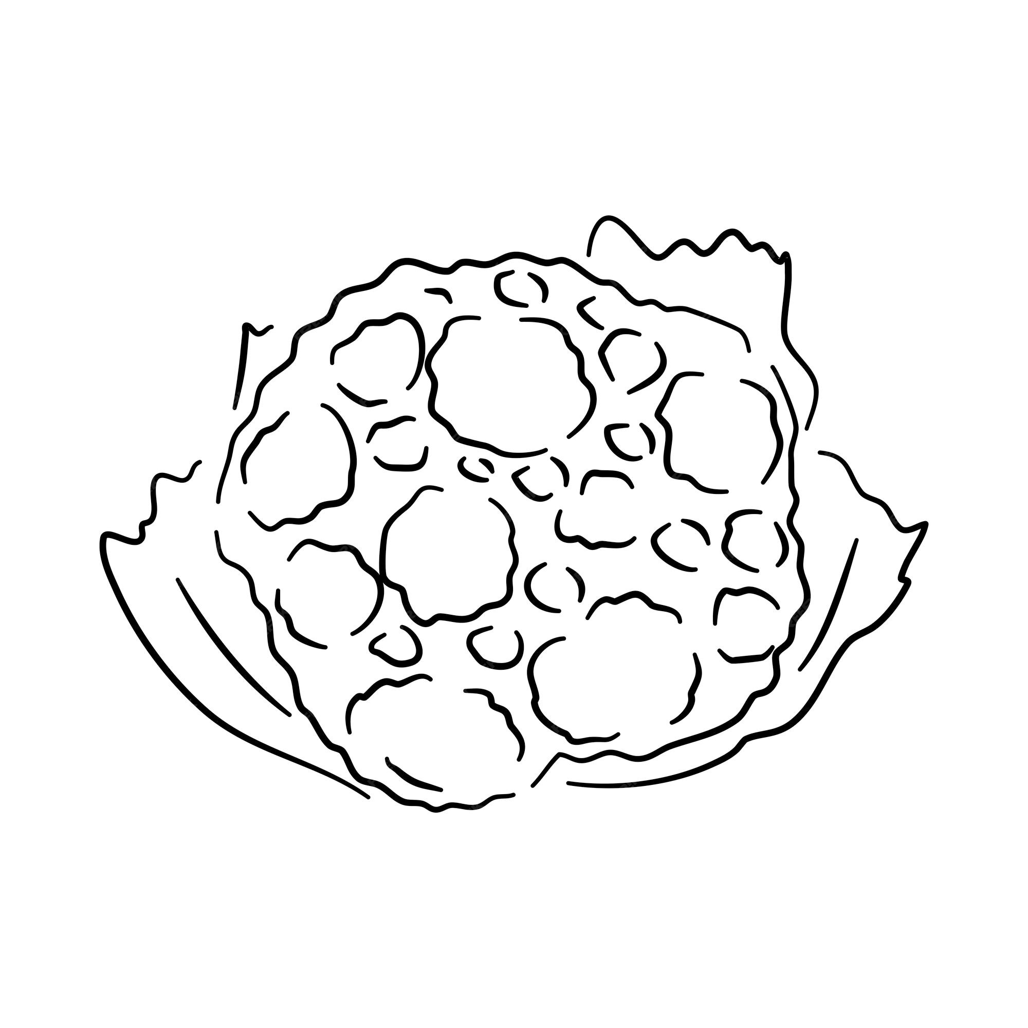 Premium Vector | Handdrawn black sketch of a cauliflower in a doodle ... Premium Vector | Handdrawn black sketch of a cauliflower in a doodle ...