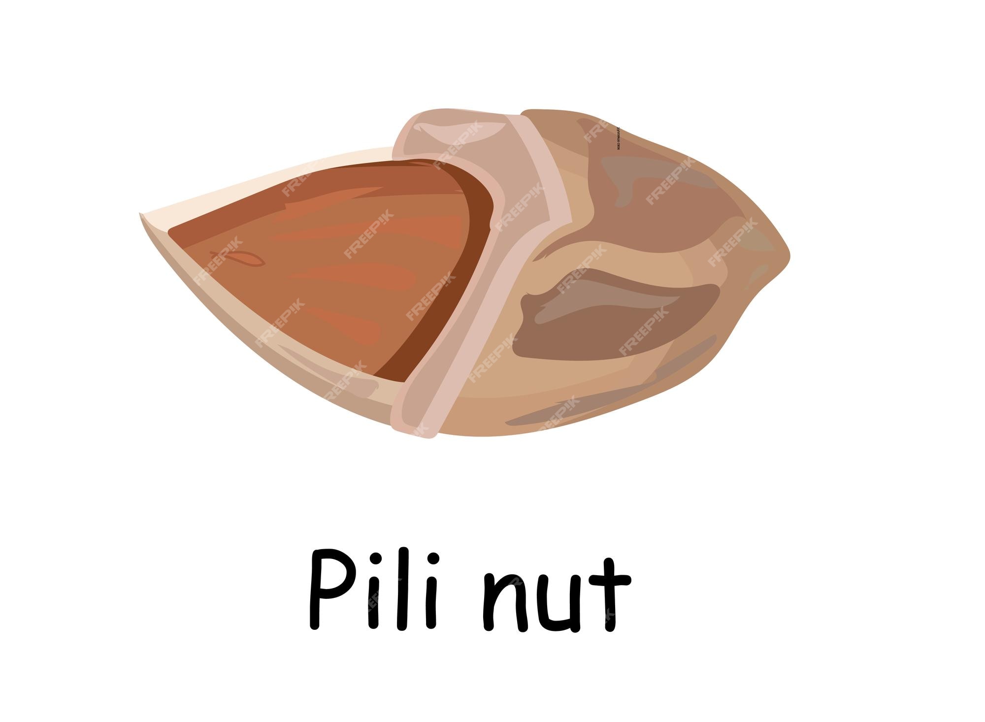 Premium Vector | Hawaiian Pili nut. Exotic products. Walnut pili ... Premium Vector | Hawaiian Pili nut. Exotic products. Walnut pili ...
