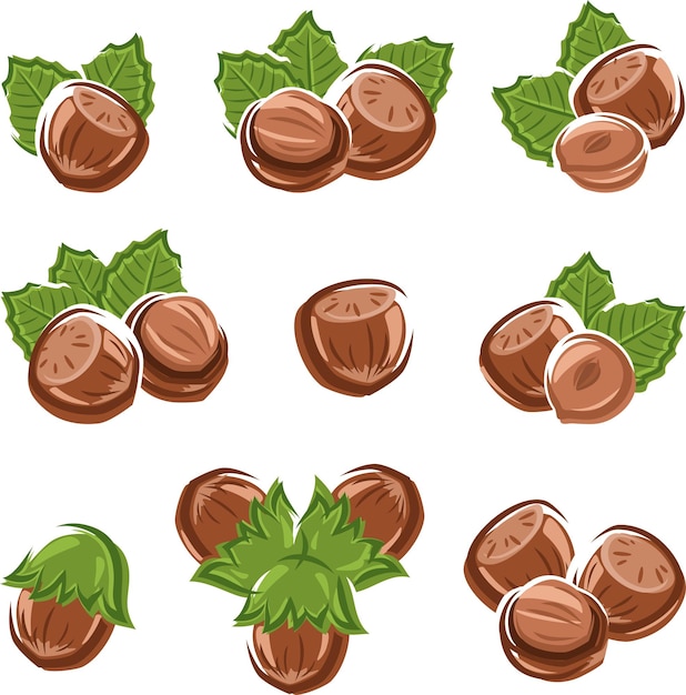 Premium Vector | Hazelnut nuts set vector Premium Vector | Hazelnut nuts set vector