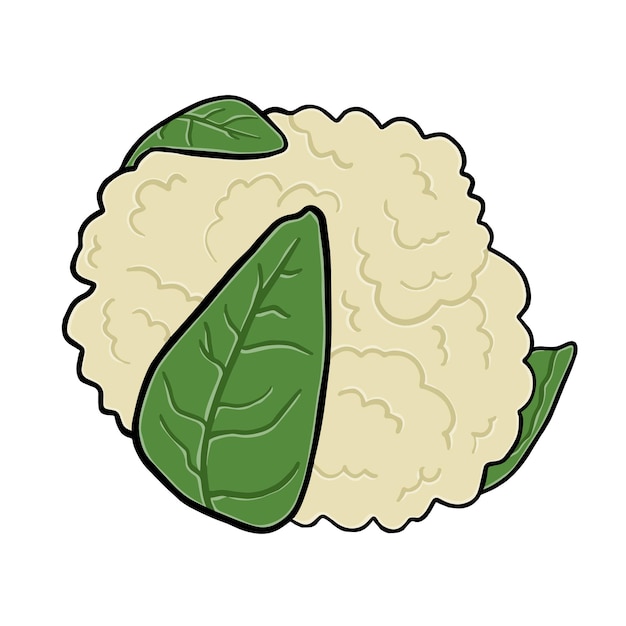 Premium Vector | Head of cauliflower vegetable ingredient for cooking ... Premium Vector | Head of cauliflower vegetable ingredient for cooking ...