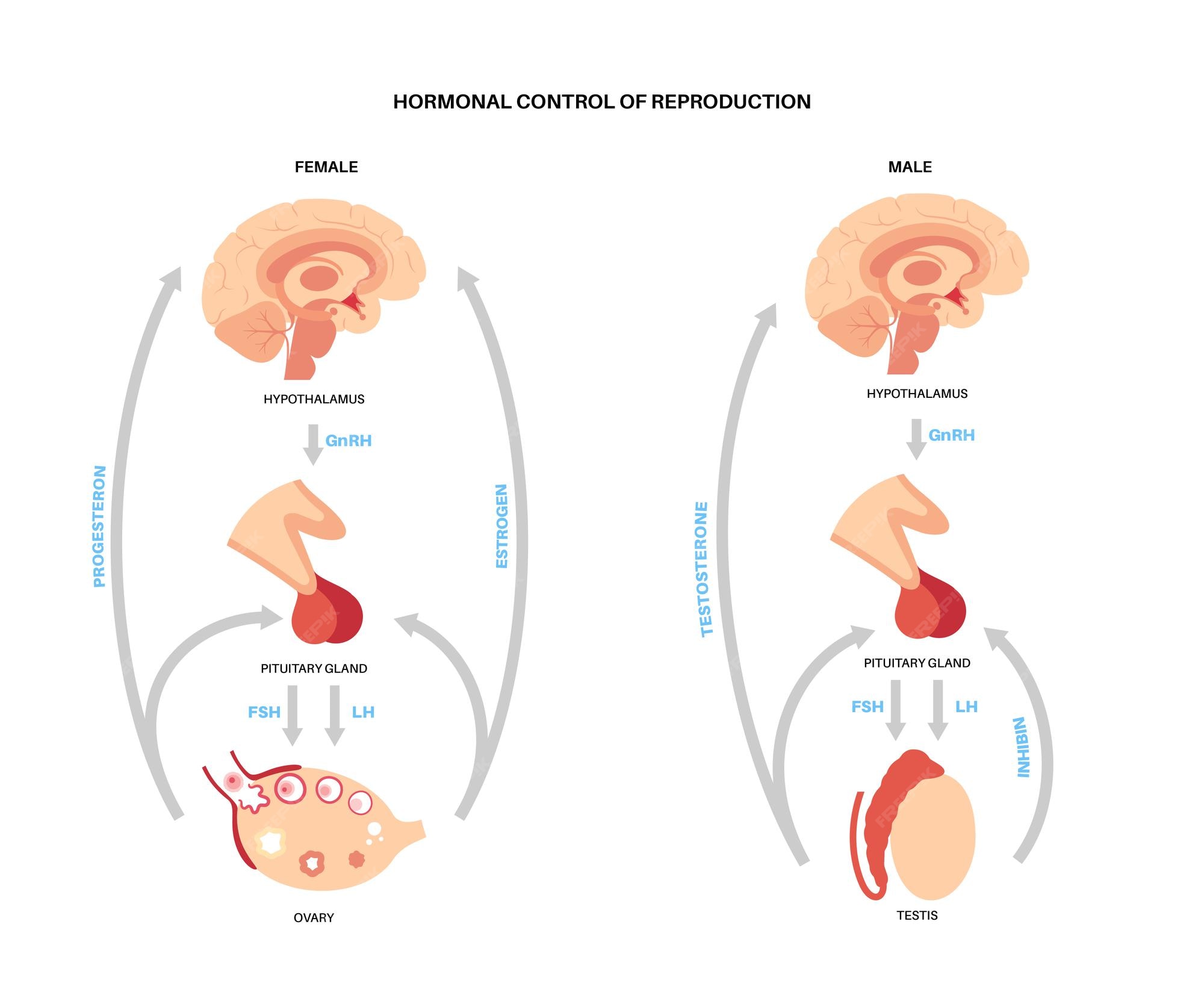 Premium Vector Hormonal Control Of Male And Female Reproduction
