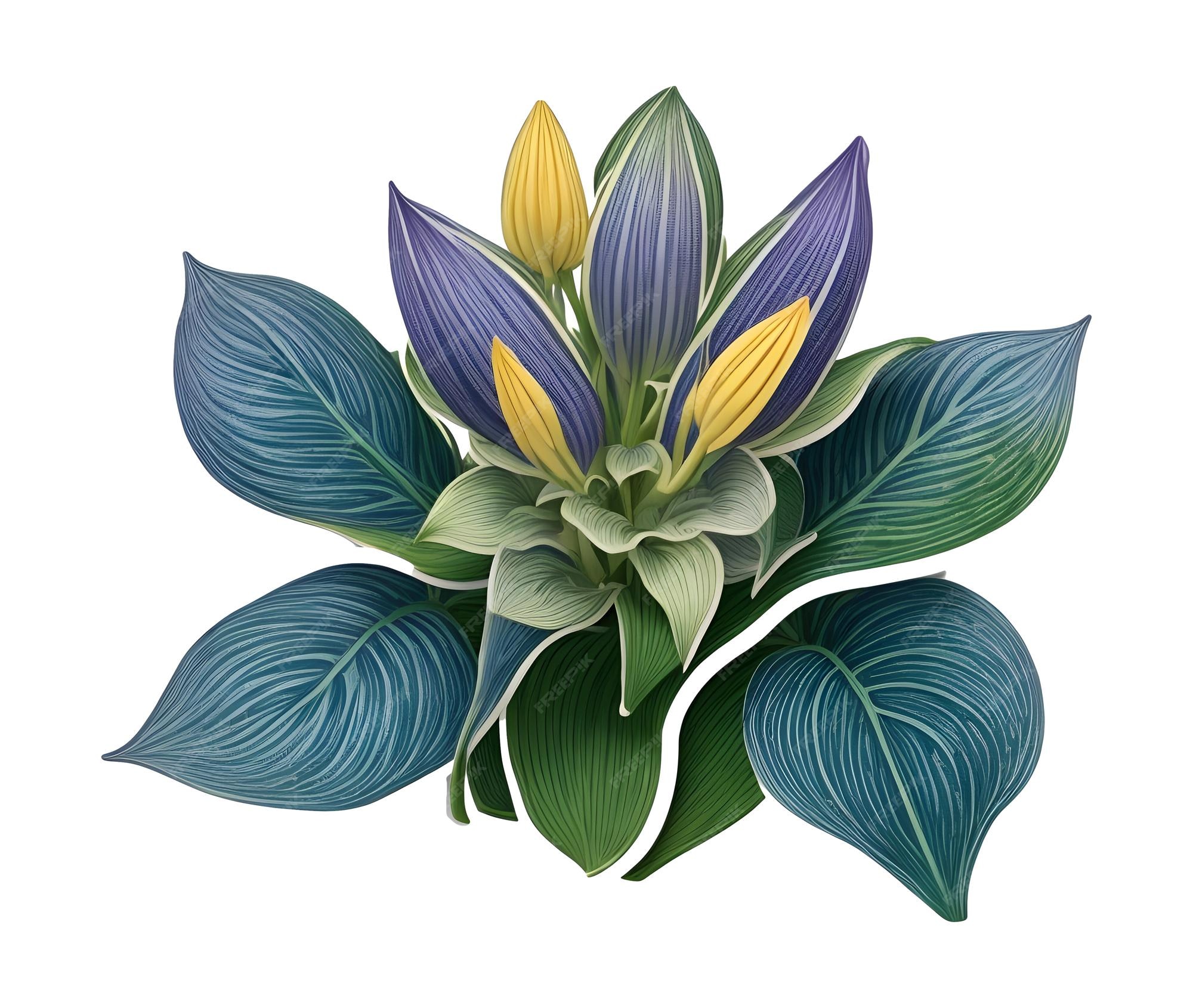 Premium Vector | Hosta plantaginea the fragrant plantain lily or august ... Premium Vector | Hosta plantaginea the fragrant plantain lily or august ...