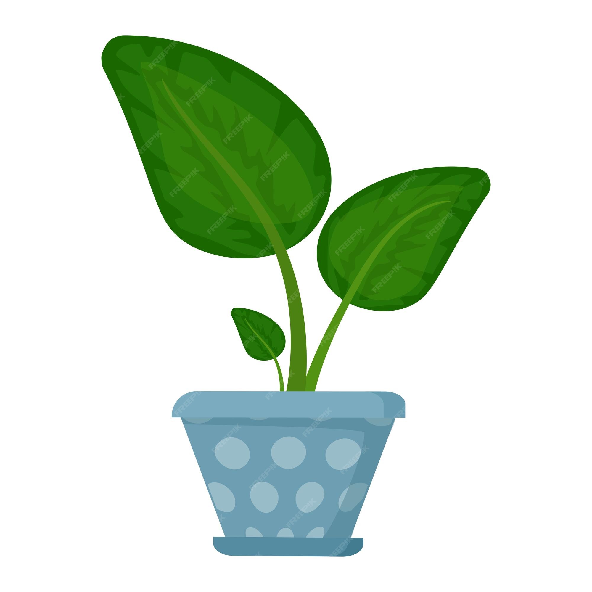 Premium Vector House Plant In Flower Pot Decorative Indoor Houseplant