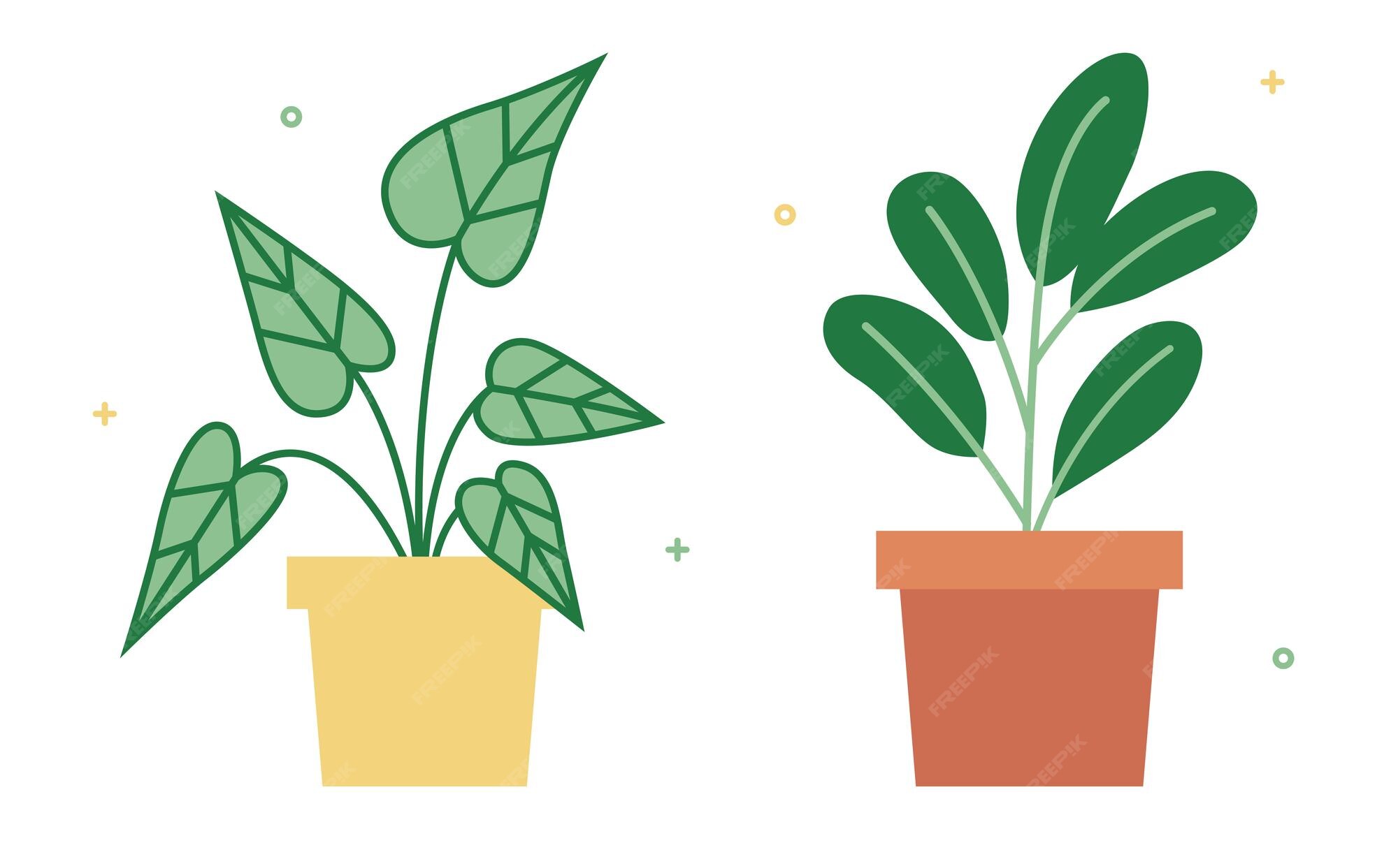 Premium Vector House Plant In A Pot