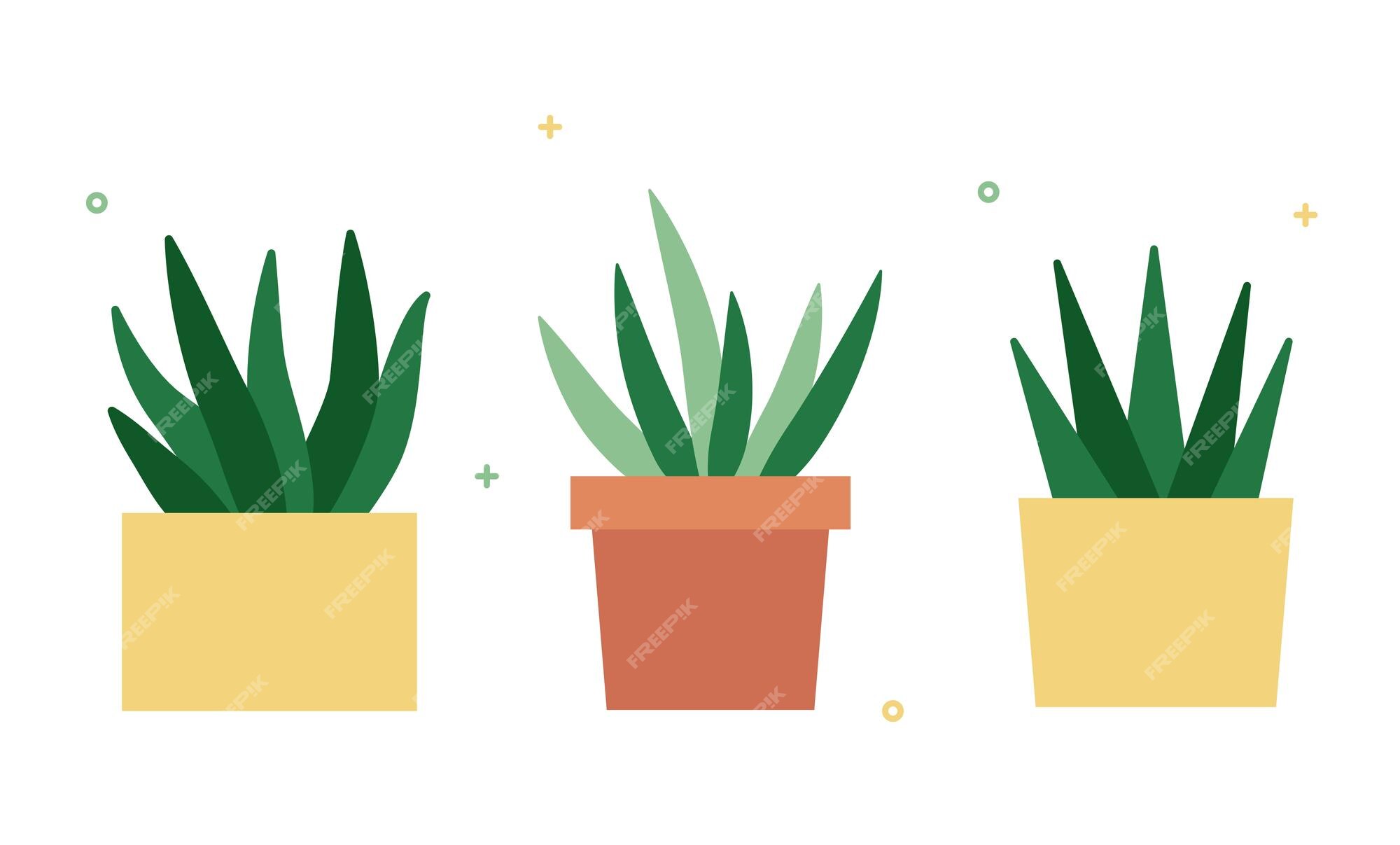 Premium Vector House Plant In A Pot