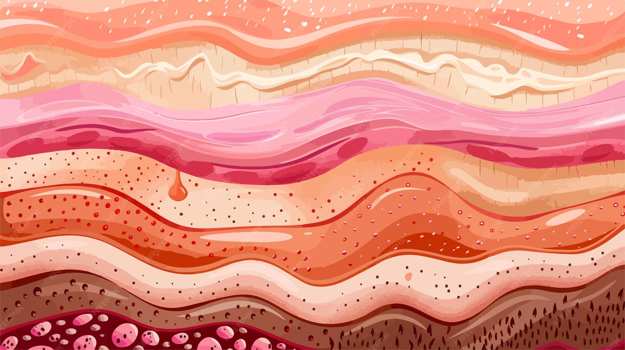 Human Skin Anatomy Layers Epidermis Dermis | Premium AI-generated vector Human Skin Anatomy Layers Epidermis Dermis | Premium AI-generated vector