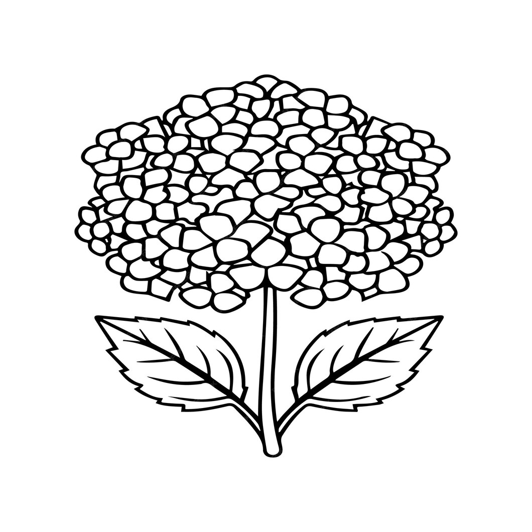 Premium Vector Hydrangea Coloring Pages Hydrangea Flower Outline