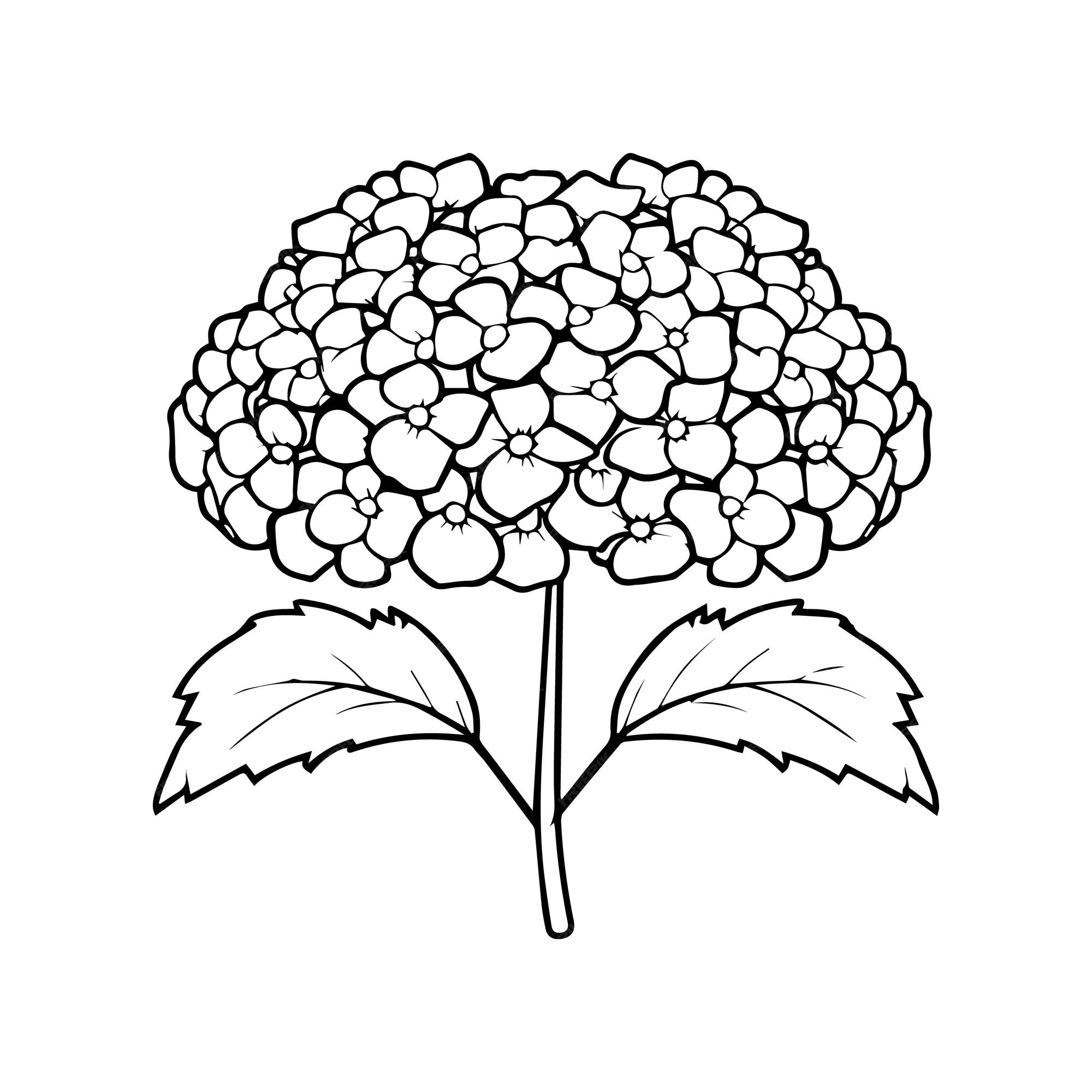 Premium Vector Hydrangea Coloring Pages Hydrangea Flower Outline
