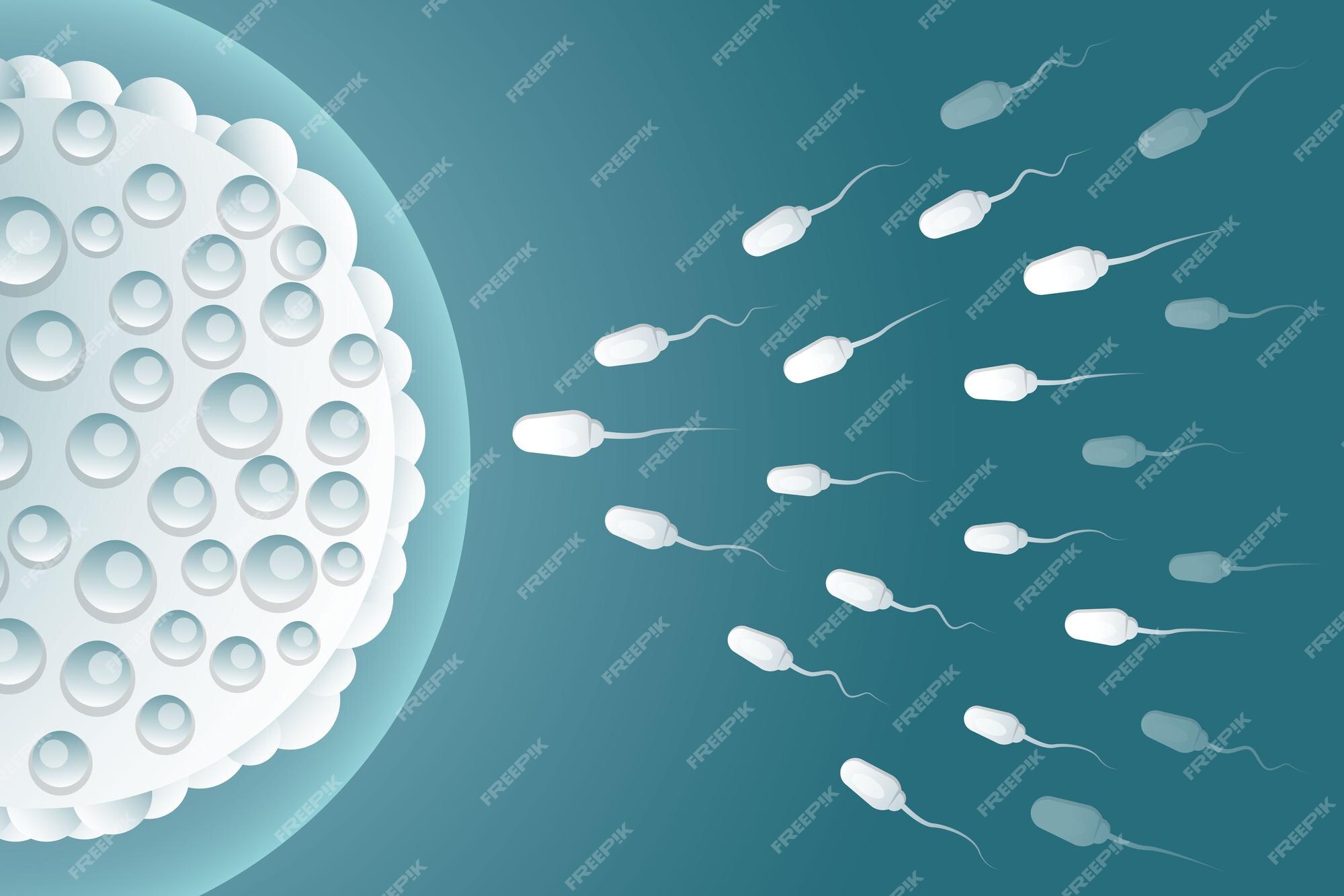 Premium Vector Illustration Background Design Sperm Fertilize The Egg