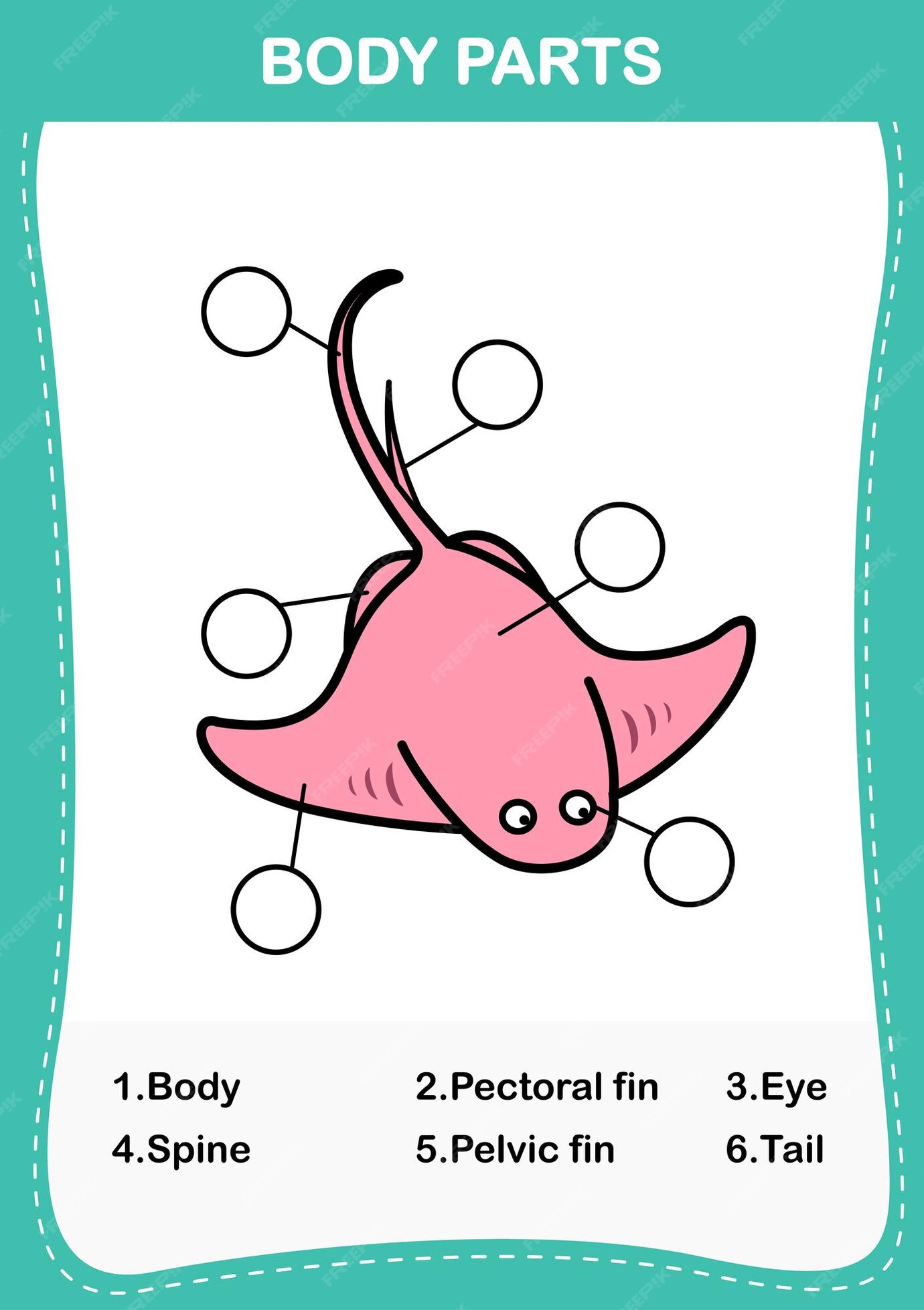 Premium Vector | Illustration of stingray vocabulary part of bodywrite ... Premium Vector | Illustration of stingray vocabulary part of bodywrite ...