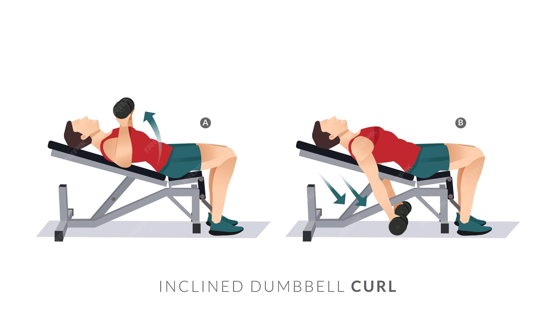 Premium Vector | Inclined dumbbell curl, men gym workout fitness ... Premium Vector | Inclined dumbbell curl, men gym workout fitness ...
