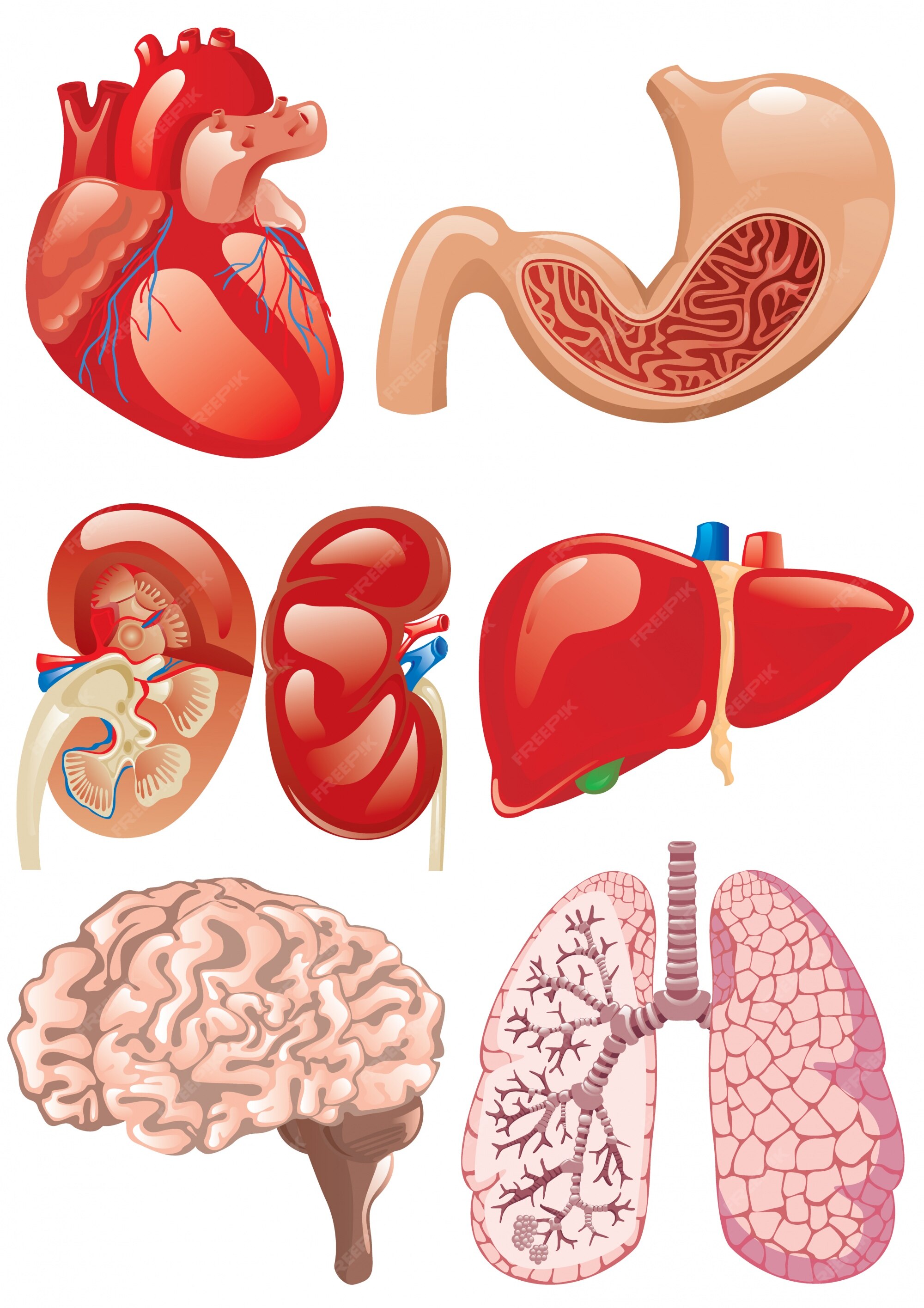Premium Vector | Internal organs set Premium Vector | Internal organs set