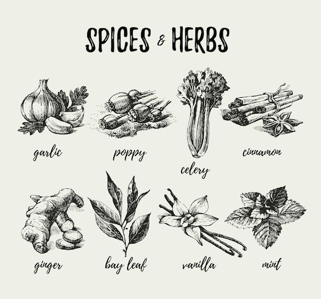 Premium Vector | Kitchen herbs and spices hand drawn sketch vintage ... Premium Vector | Kitchen herbs and spices hand drawn sketch vintage ...