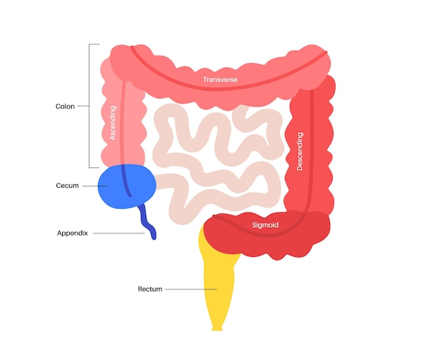 Premium Vector | Ureteroscopy is a minimally invasive procedure ... Premium Vector | Ureteroscopy is a minimally invasive procedure ...