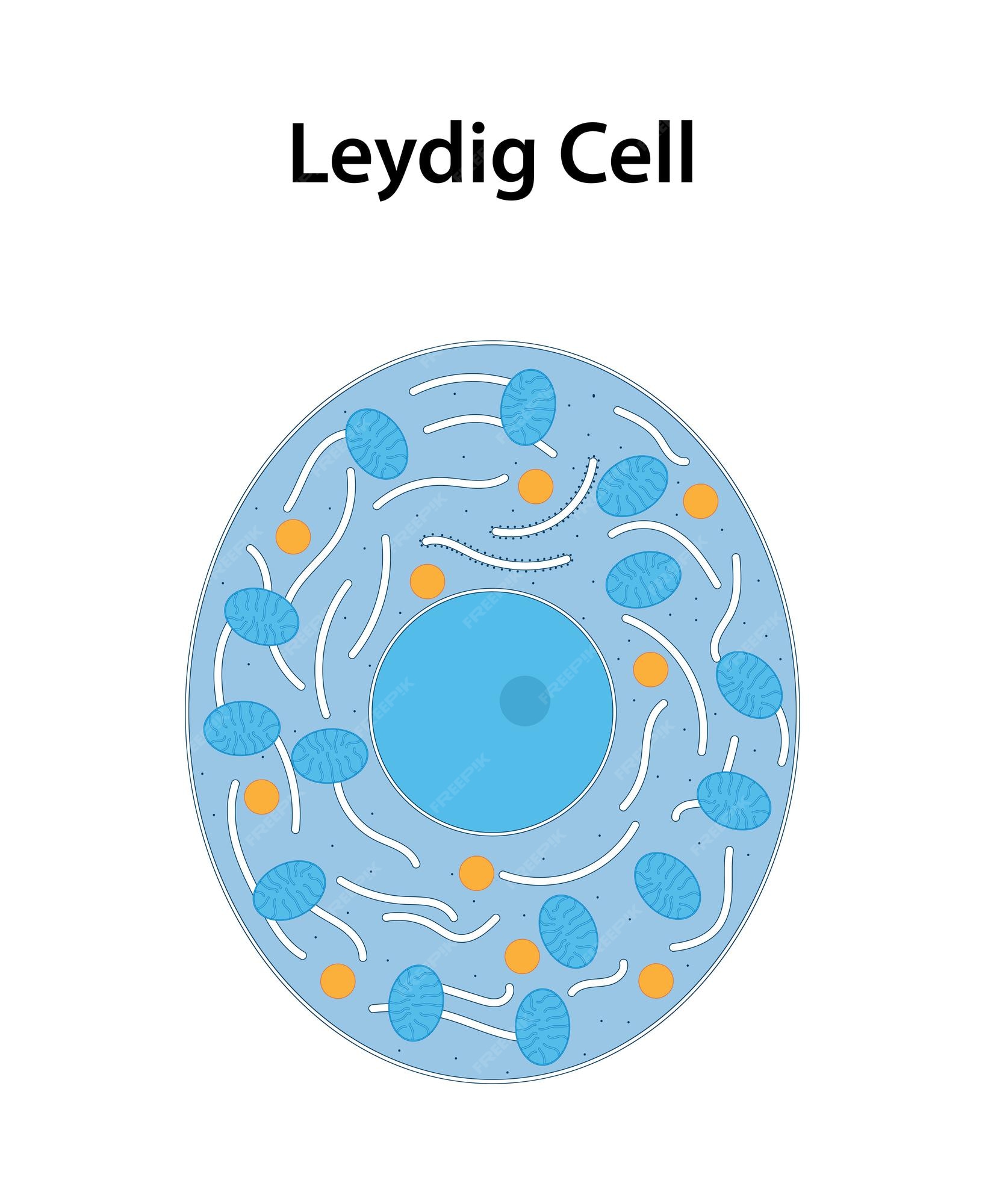 Premium Vector Leydig Cell A Type Of Cell Found In The Testicles Testes