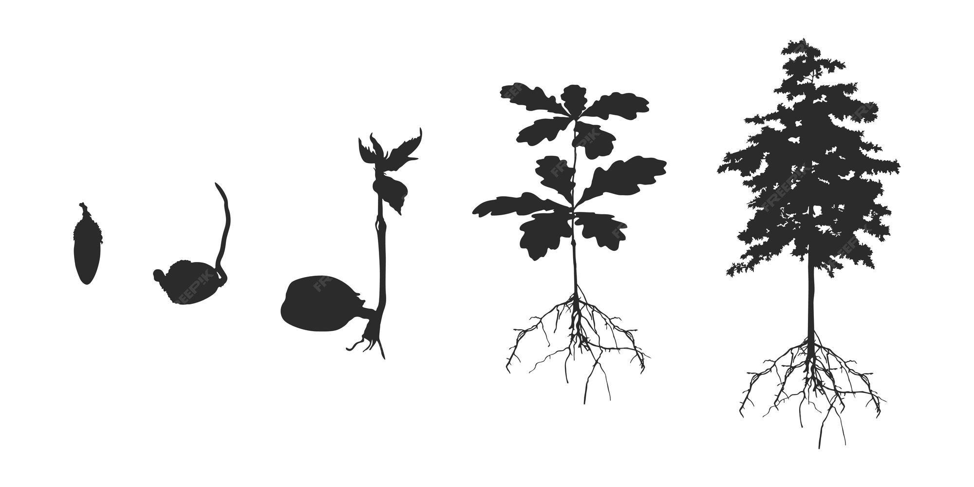 Premium Vector | Life cycle of oak tree silhouette Growing oak seed ... Premium Vector | Life cycle of oak tree silhouette Growing oak seed ...