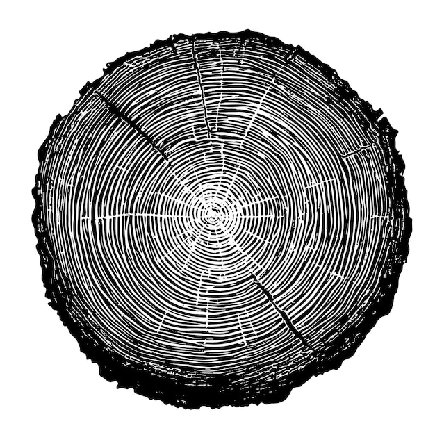 Premium Vector | Log cut oak end grain vector illustration Tree rings ... Premium Vector | Log cut oak end grain vector illustration Tree rings ...