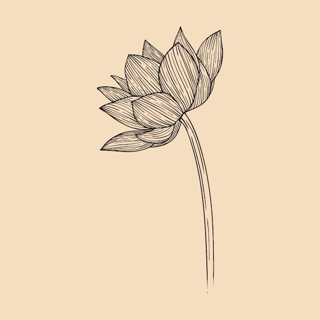 Premium Vector | Lotus flower vector illustration with line art Premium Vector | Lotus flower vector illustration with line art