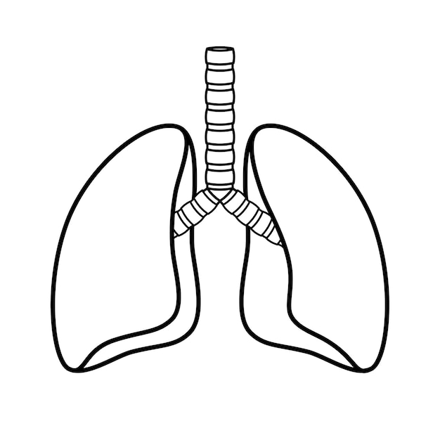 Premium Vector Lungs Icon Medical Symbol For Web And Mobile App Vector Black Outline Sign