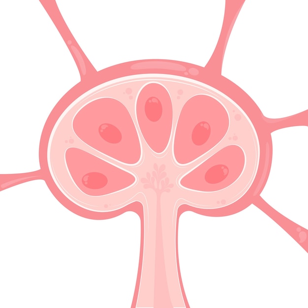 Premium Vector | Lymph node vector illustration presentation template ... Premium Vector | Lymph node vector illustration presentation template ...