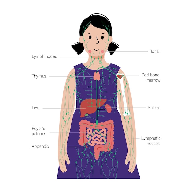 Premium Vector | Lymphatic system in human body Premium Vector | Lymphatic system in human body