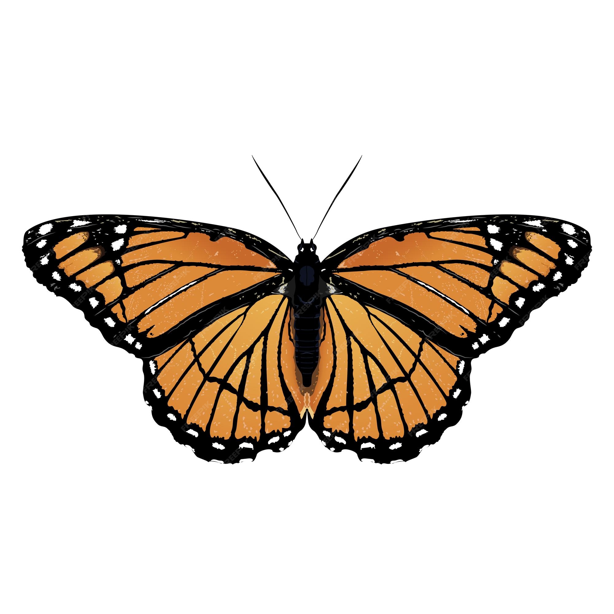 Premium Vector | Monarch butterfly Premium Vector | Monarch butterfly