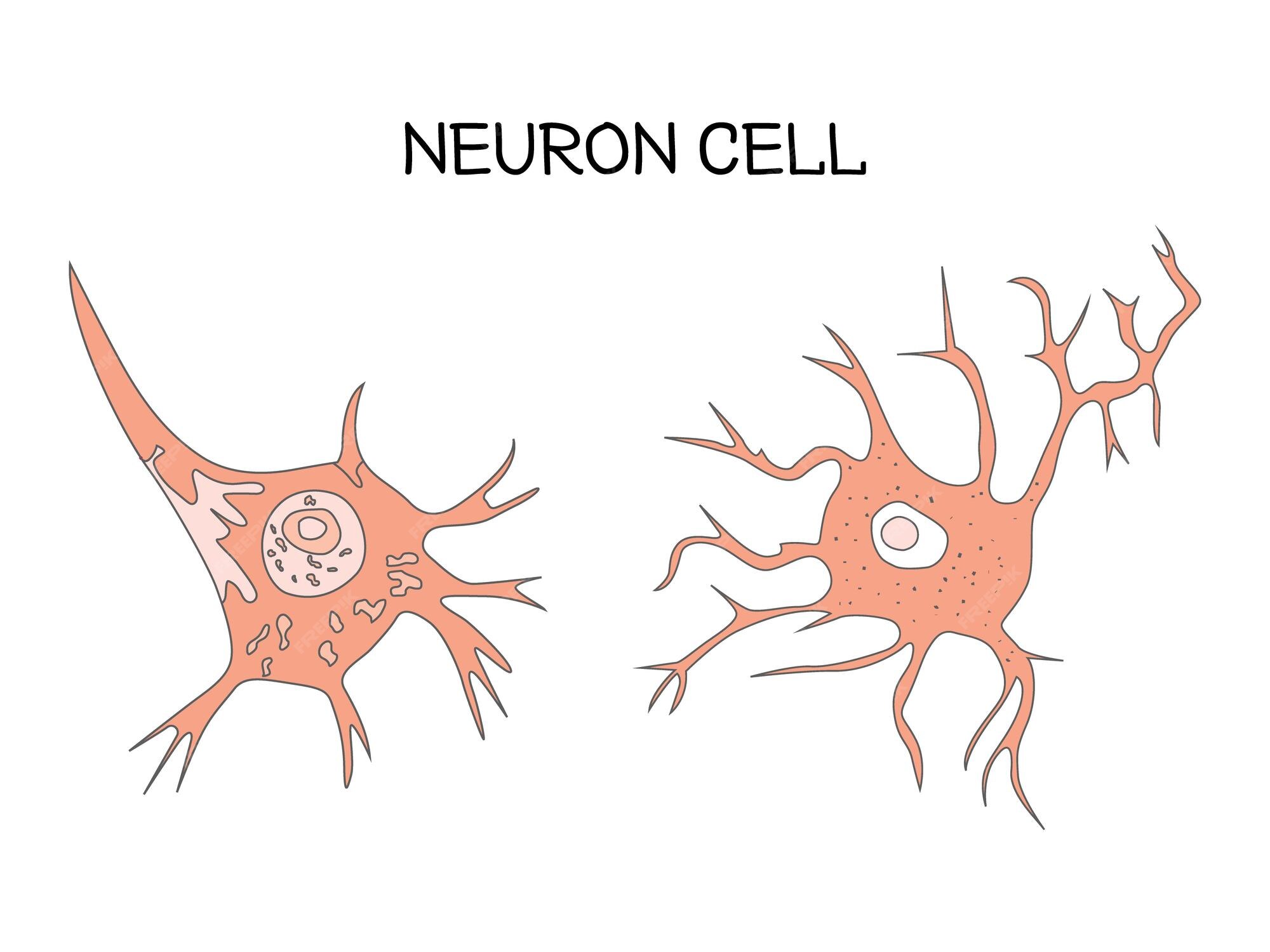 Premium Vector | Neuron cell vector illustration Premium Vector | Neuron cell vector illustration