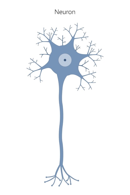 Premium Vector | Neuron Neuronal structure Premium Vector | Neuron Neuronal structure