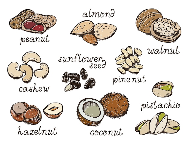 Premium Vector | Nuts set vector set various nuts hand drawn illustration Premium Vector | Nuts set vector set various nuts hand drawn illustration