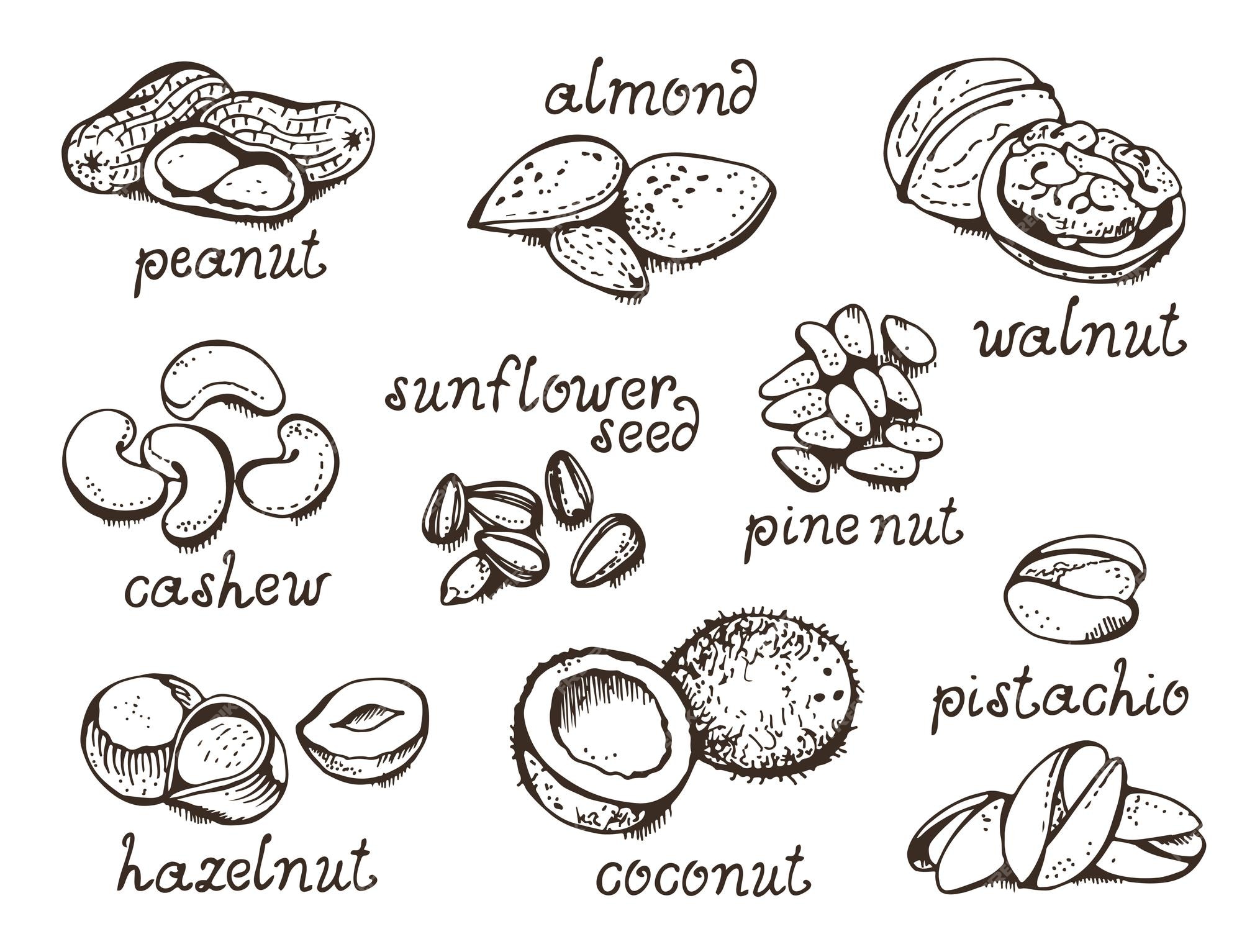 Premium Vector | Nuts set vector set various nuts hand drawn illustration Premium Vector | Nuts set vector set various nuts hand drawn illustration