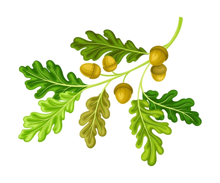 Premium Vector | Oak tree branch with green leaves and acorns vector ... Premium Vector | Oak tree branch with green leaves and acorns vector ...