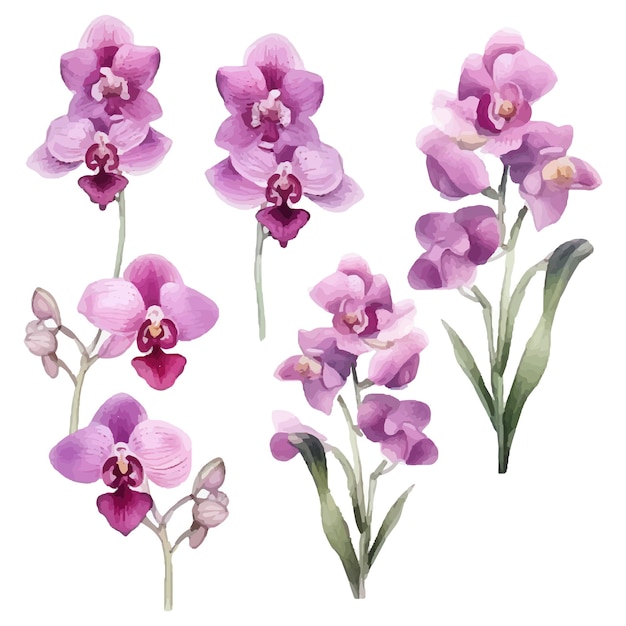 Premium Vector | Orchid flower set watercolor illustration Premium Vector | Orchid flower set watercolor illustration