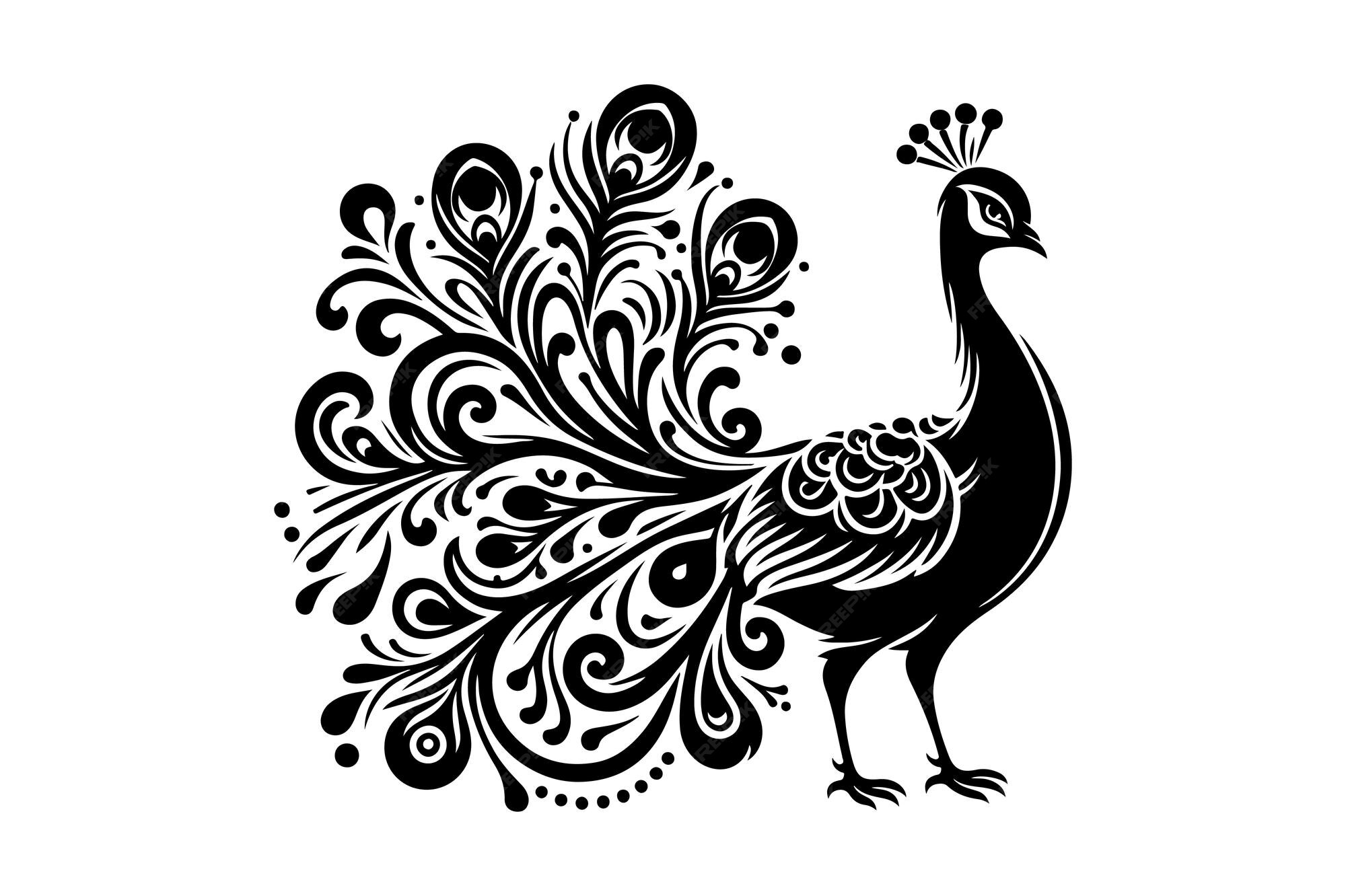 Premium Vector Peacock Vector Illustration Peacock Vector