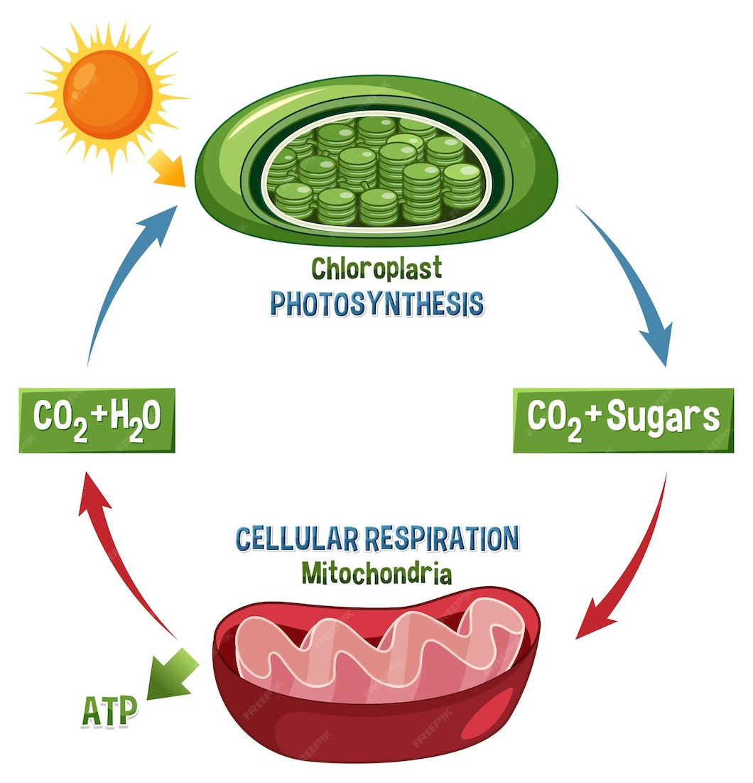 Premium Vector | Photosynthesis and cellular respiration diagram Premium Vector | Photosynthesis and cellular respiration diagram