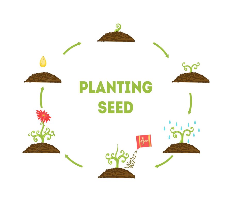 Premium Vector Planting Seed Banner Stages Of Growth Of Flower From Seed Timeline Infographic