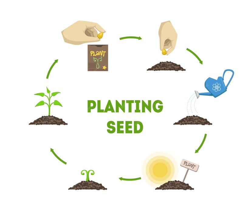 Premium Vector Planting Seed Banner Stages Of Growth Of Plant From Seed Timeline Infographic