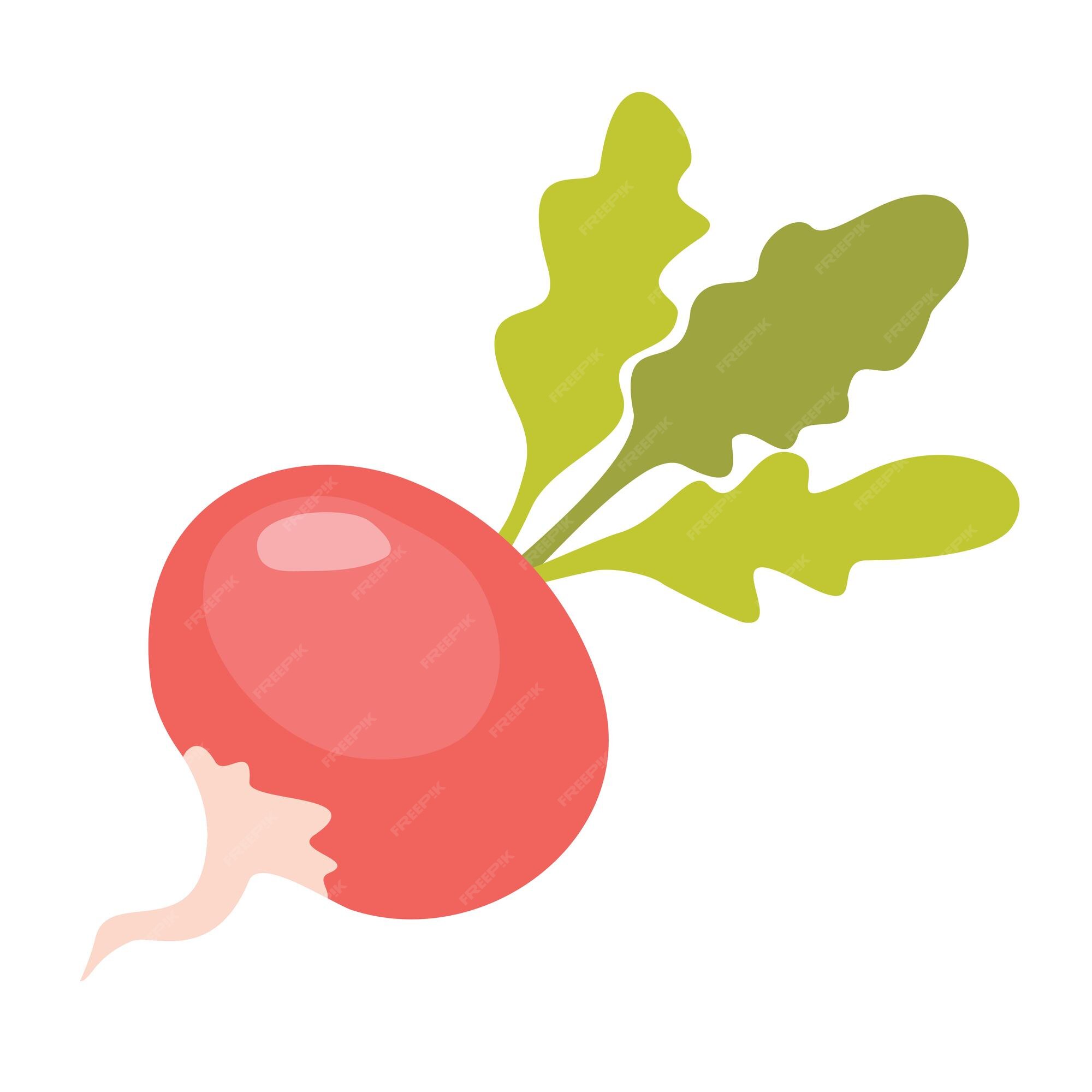Premium Vector | RADISH Premium Vector | RADISH
