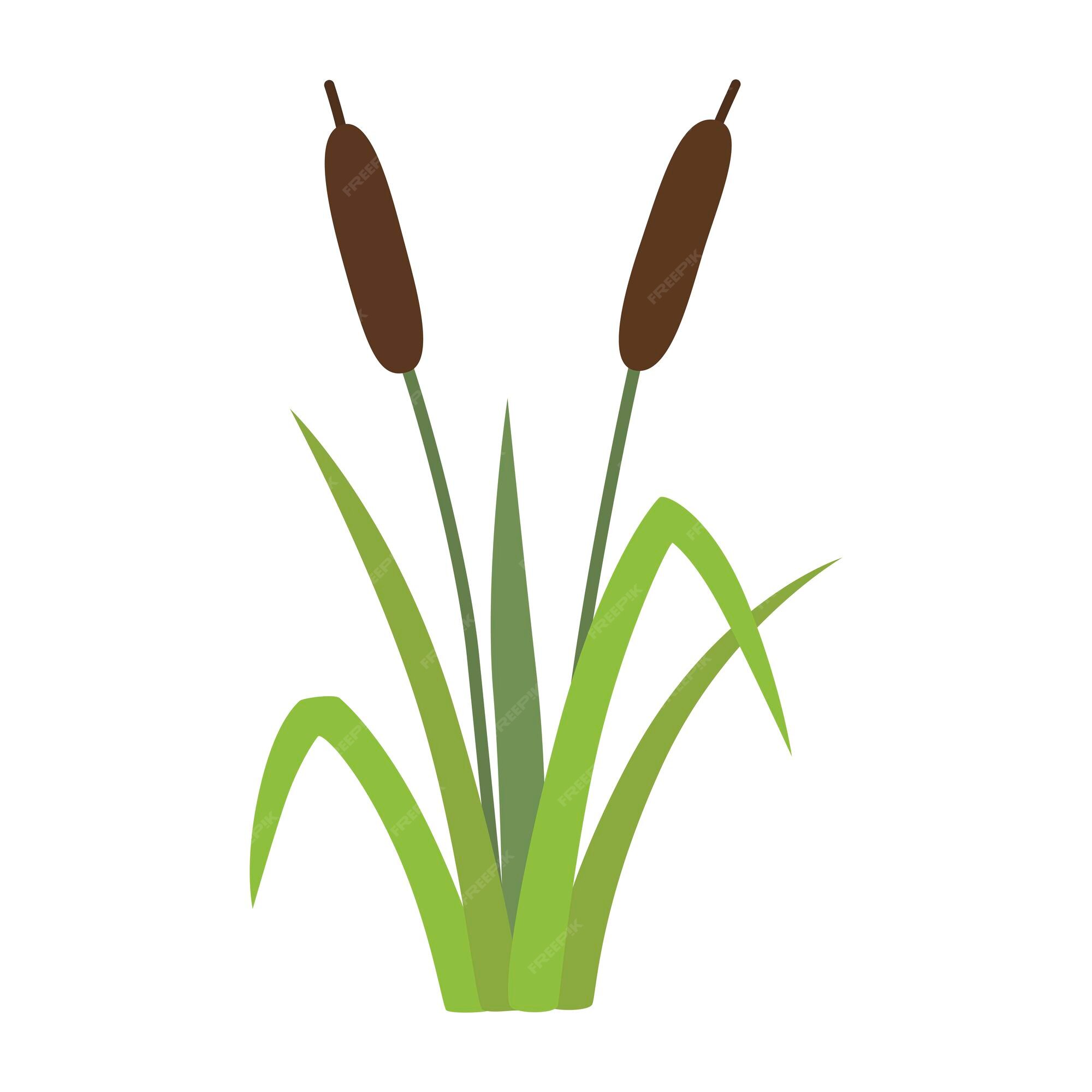 Premium Vector | Reeds in grass Premium Vector | Reeds in grass