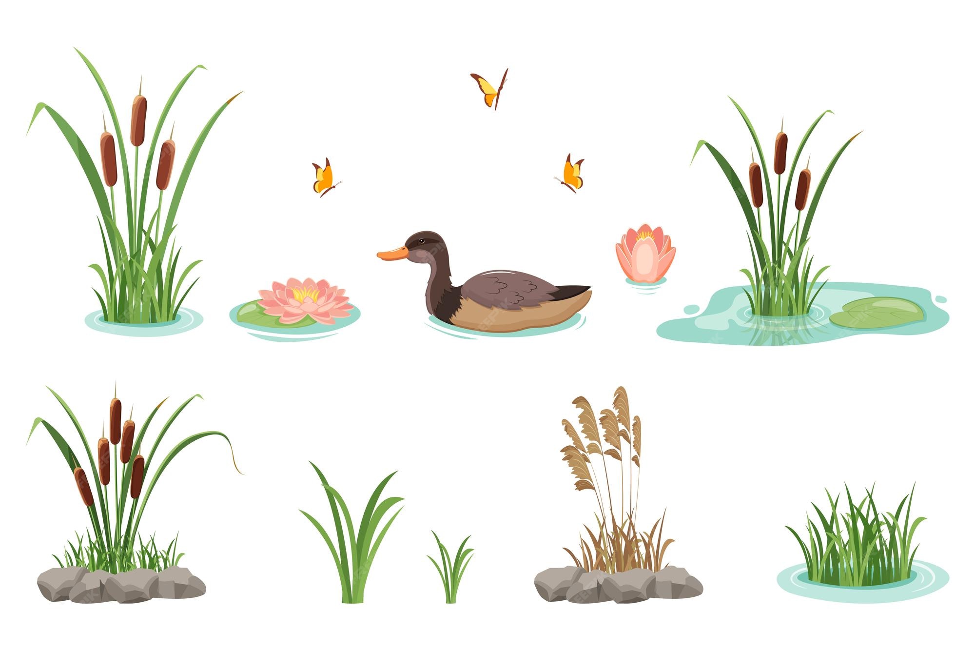 Pond Plants Clipart