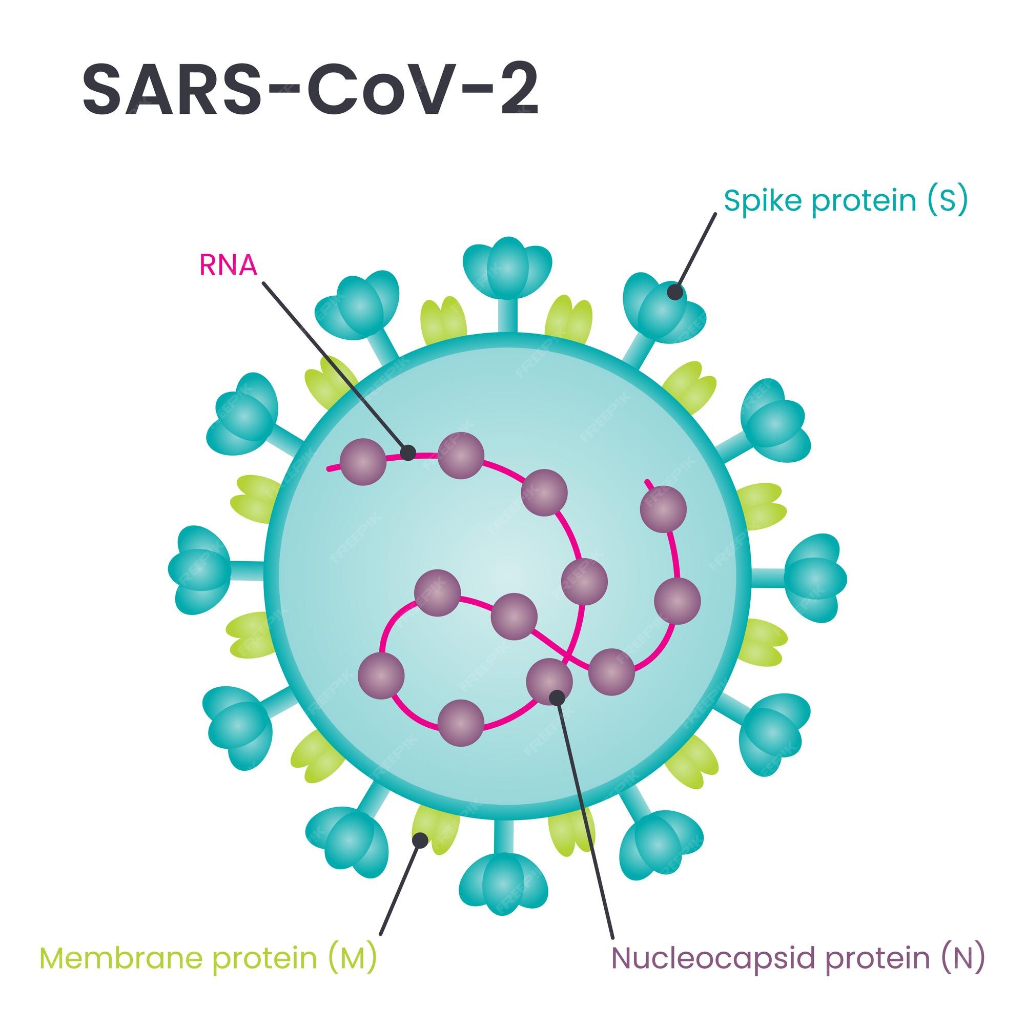 Premium Vector | SARS-CoV-2 virus structure Premium Vector | SARS-CoV-2 virus structure