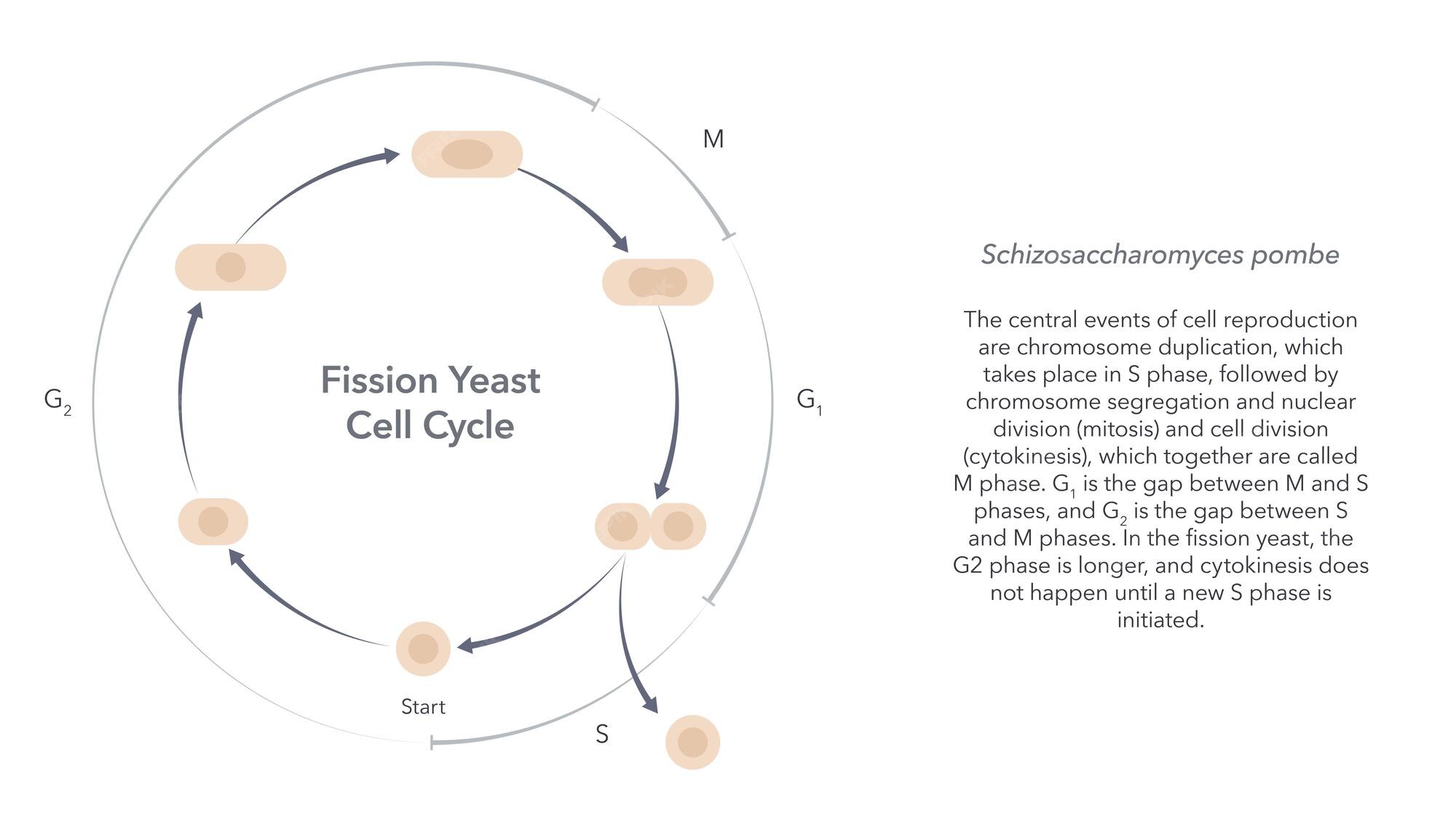 Premium Vector Schizosaccharomyces Pombe Fission Yeast Cell Cycle Science Vector Infographic