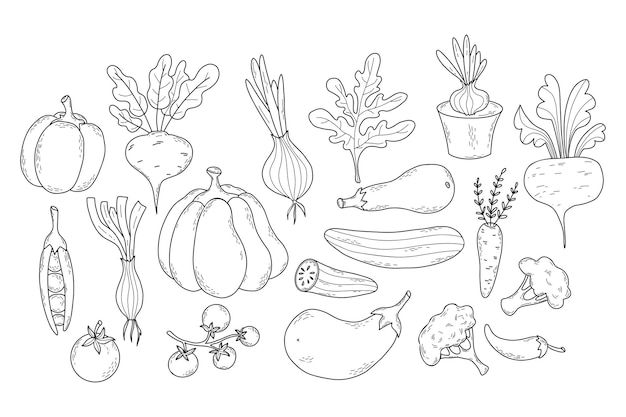 Premium Vector | Seasonal vegetables linear hand drawn doodle pumpkin ... Premium Vector | Seasonal vegetables linear hand drawn doodle pumpkin ...