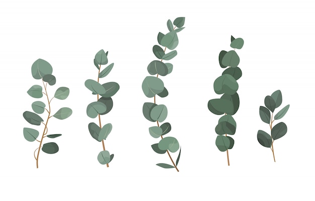 Premium Vector | Set of eucalyptus branches isolated on white background. Premium Vector | Set of eucalyptus branches isolated on white background.