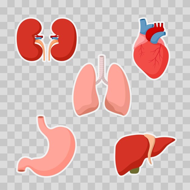 Premium Vector | Set of human internal organs Premium Vector | Set of human internal organs