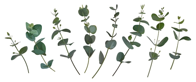 Premium Vector | Set of realistic eucalyptus twigs Premium Vector | Set of realistic eucalyptus twigs