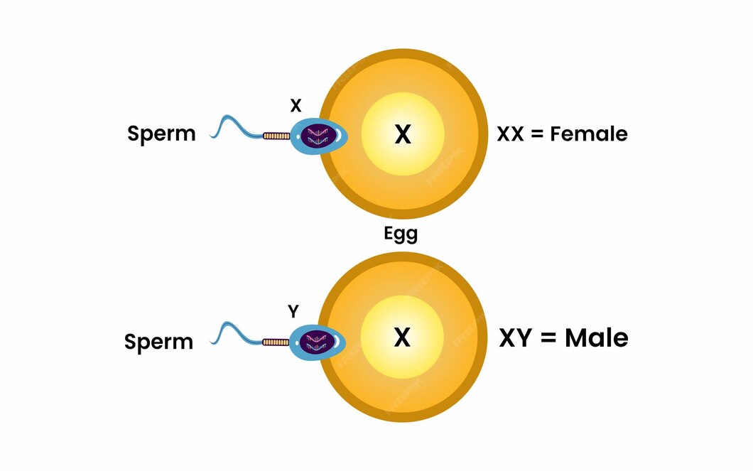Premium Vector Sex Determination In Humans Gender Determination X