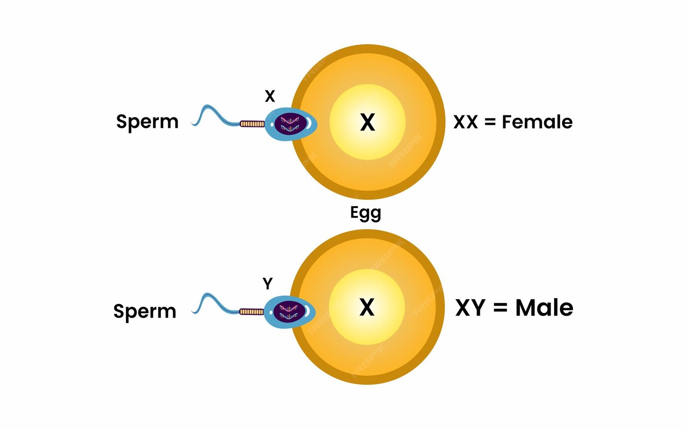 Premium Vector Sex Determination In Humans Gender Determination X